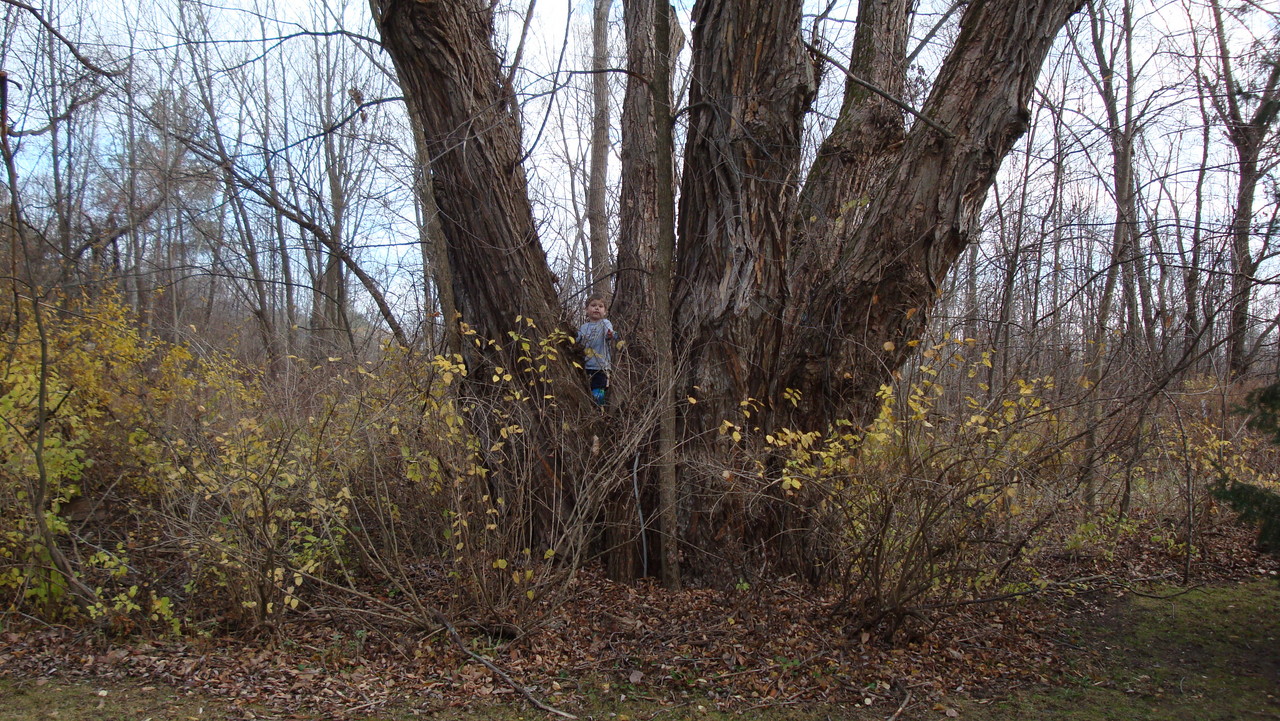 11/14/2008 Logan In The Big Tree In Our Backyard